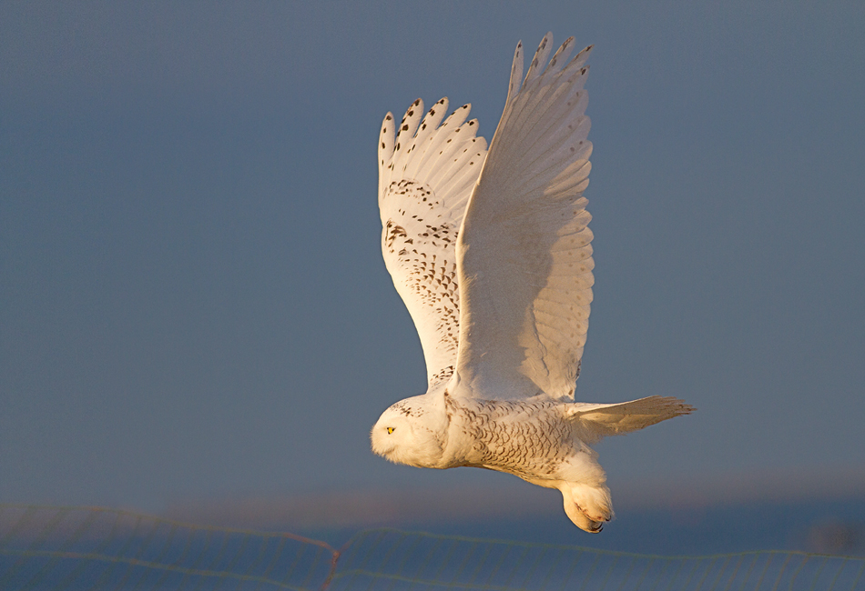 [MASSBIRD] Plymouth Beach Snowy owl/more images