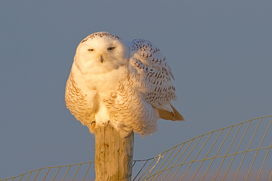 [MASSBIRD] Plymouth Beach Snowy owl/more images